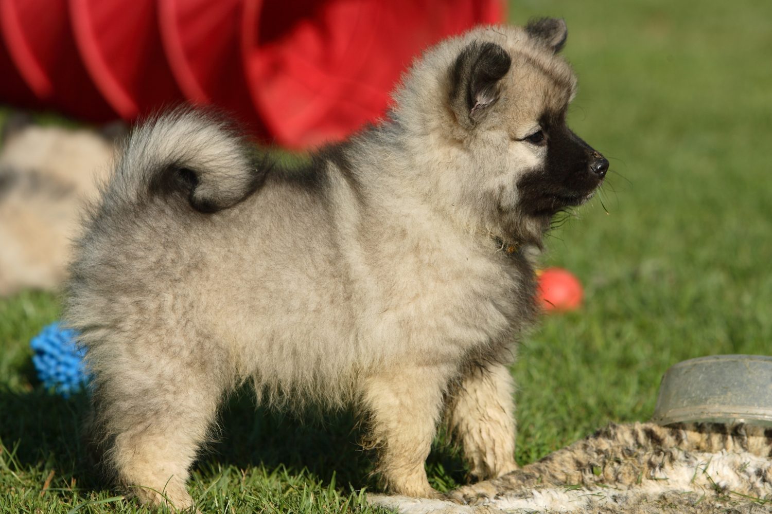 These Dog Breeds Have the Softest Coats