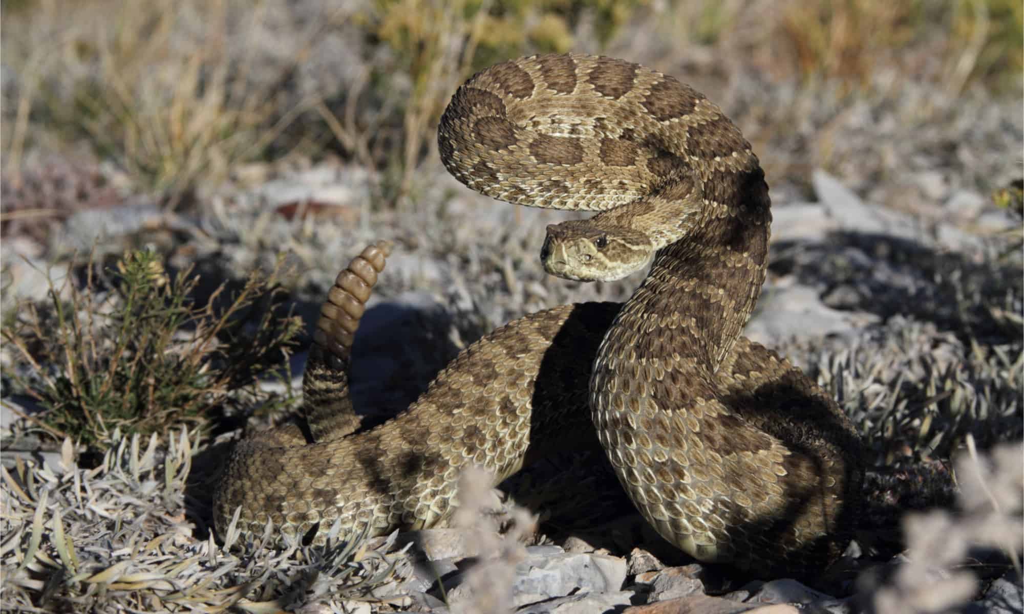 A Complete List of Venomous Snakes in the United States