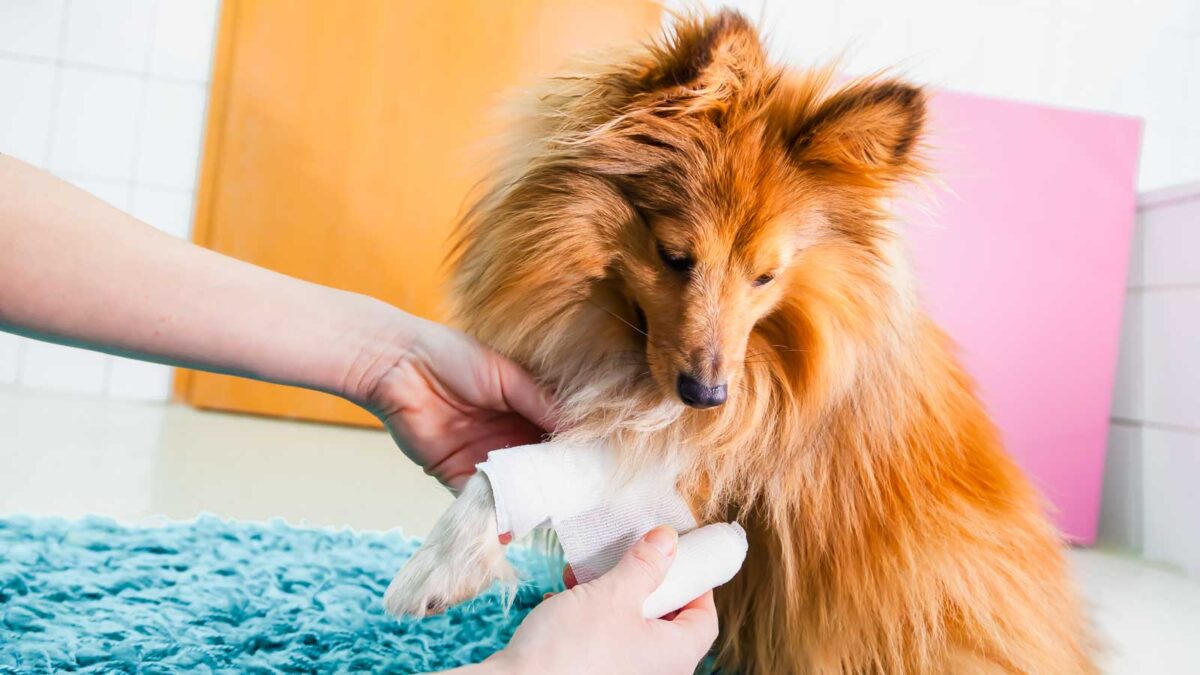 10 First Aid Tips Every Dog Owner Should Know