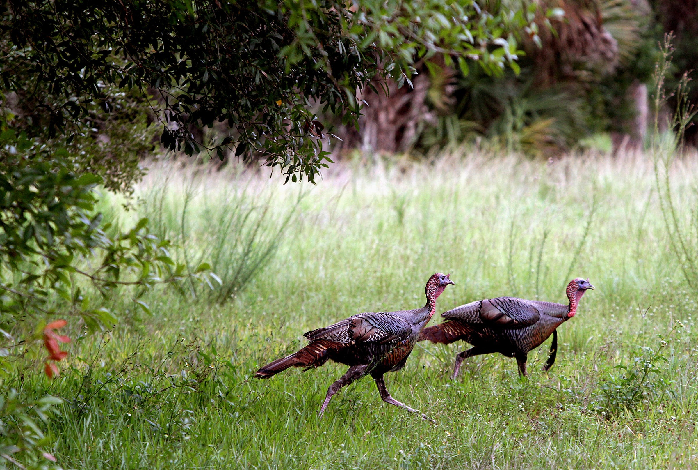 Spring turkey hunt stats for central Ohio and the rest of the state