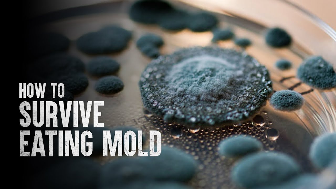What happens when humans eat mold