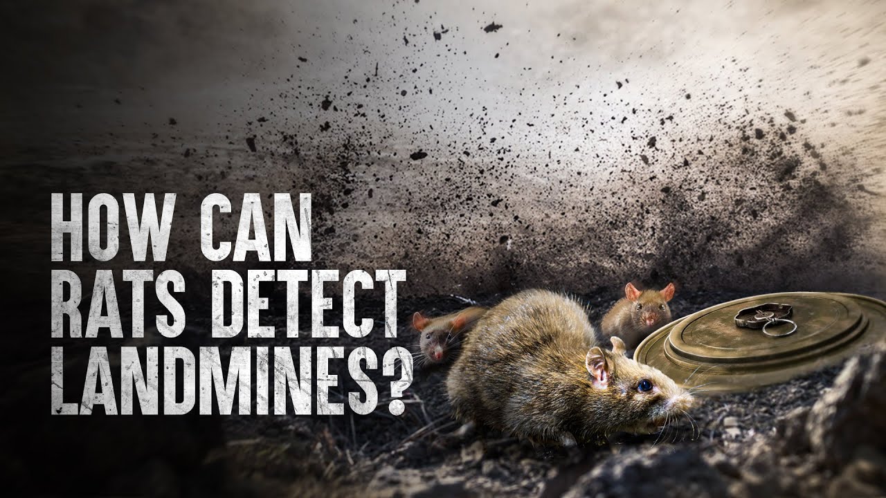 How to cross a live minefield safely