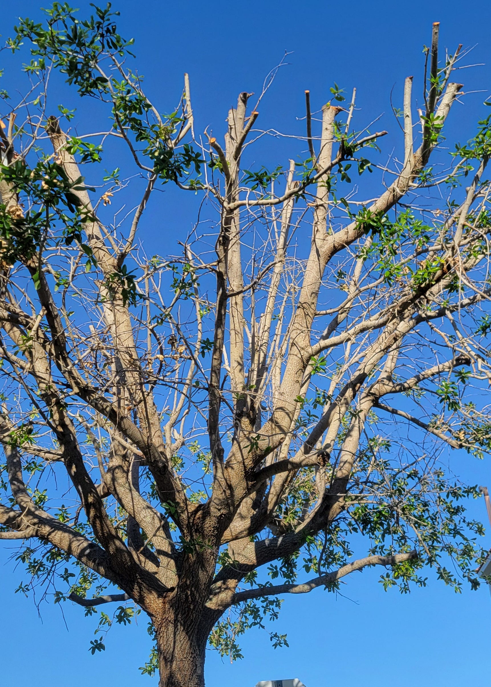 Improper pruning? Unneeded topping? Consider talking to a certified ...