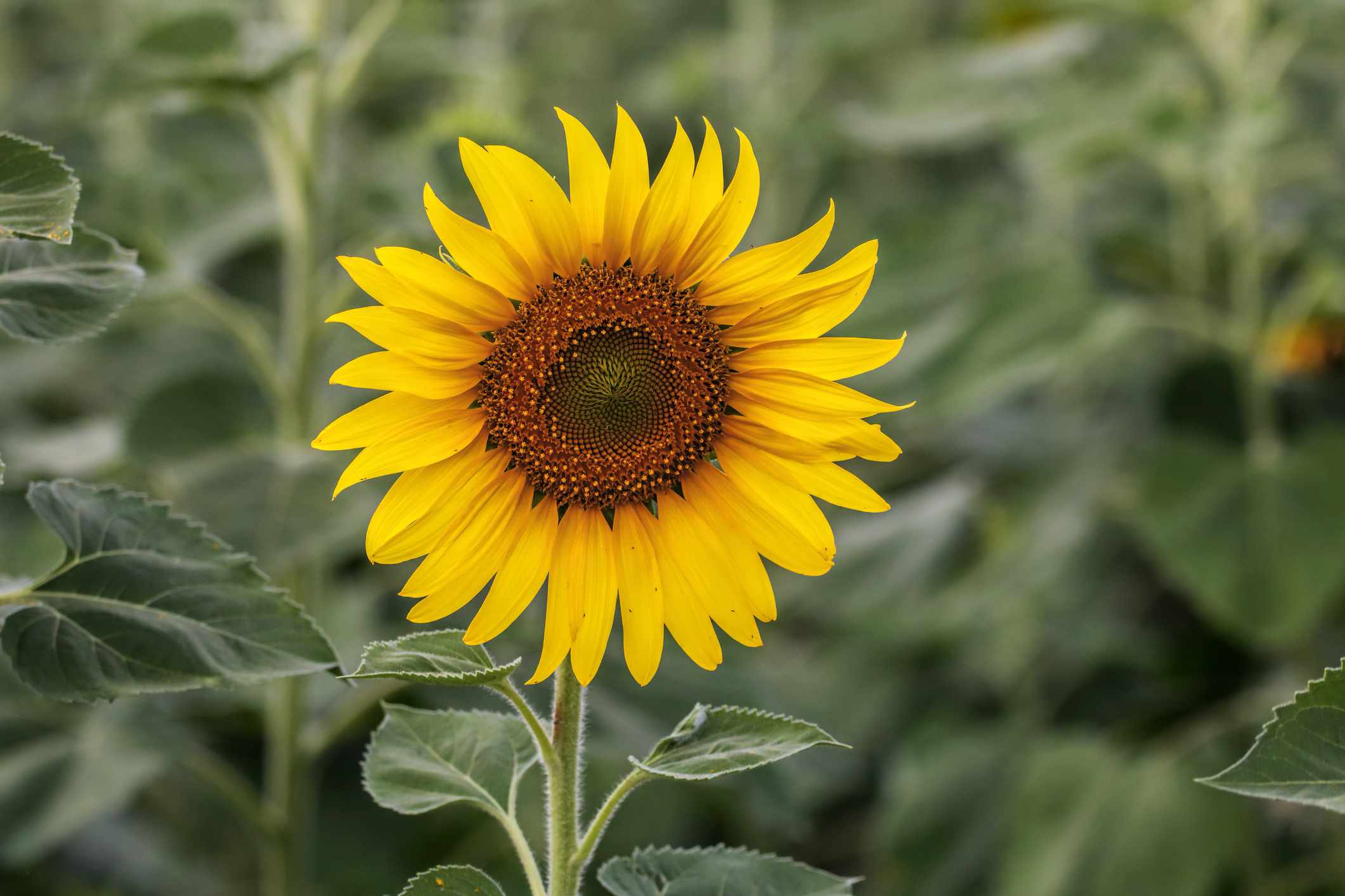 14 best sunflower companion plants, plus 3 to avoid