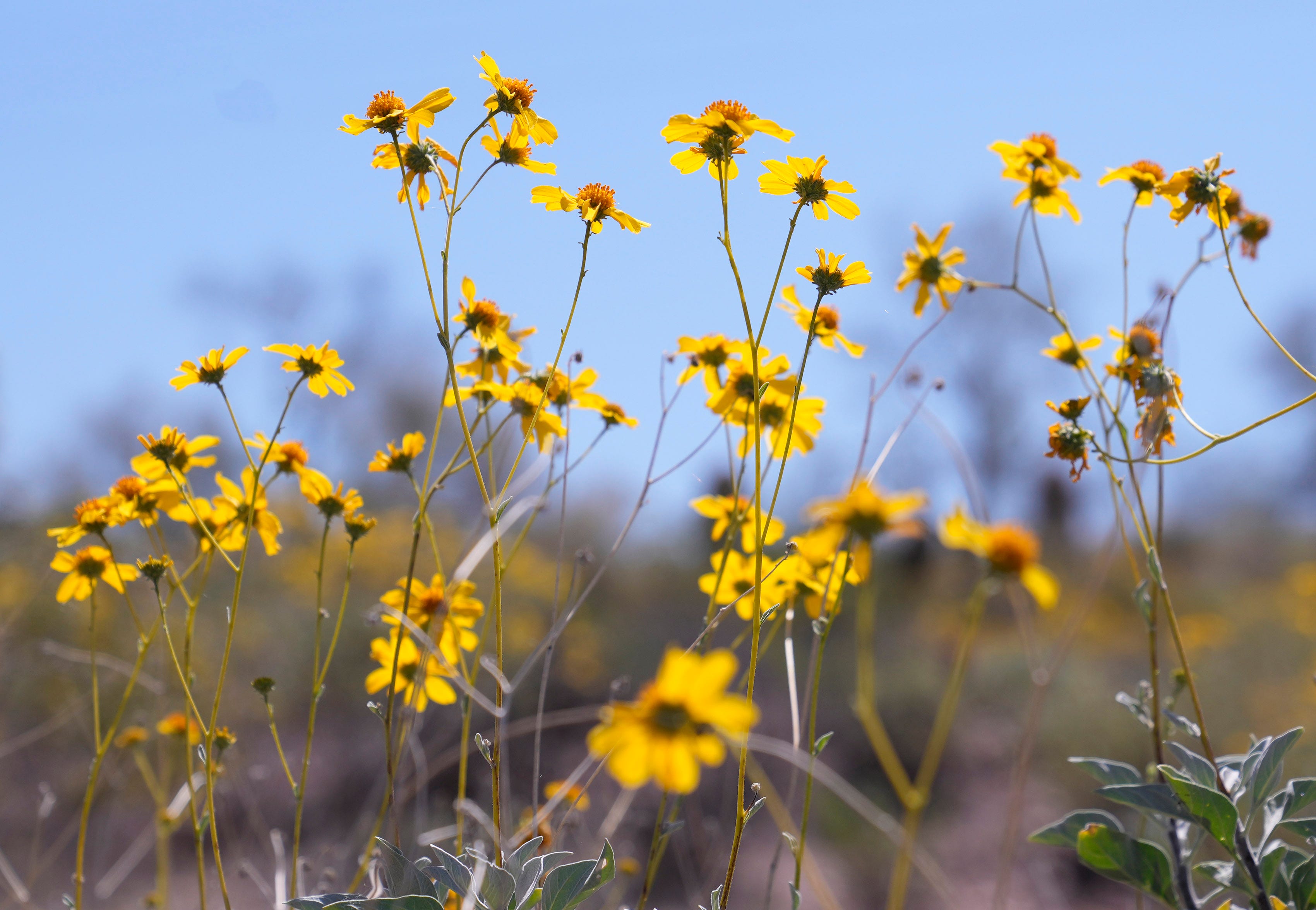 Arizona wildflowers 2025: What to expect at Picacho Peak, Lost Dutchman