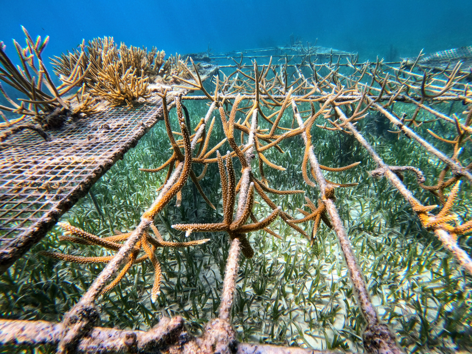 Why coral reefs are disappearing