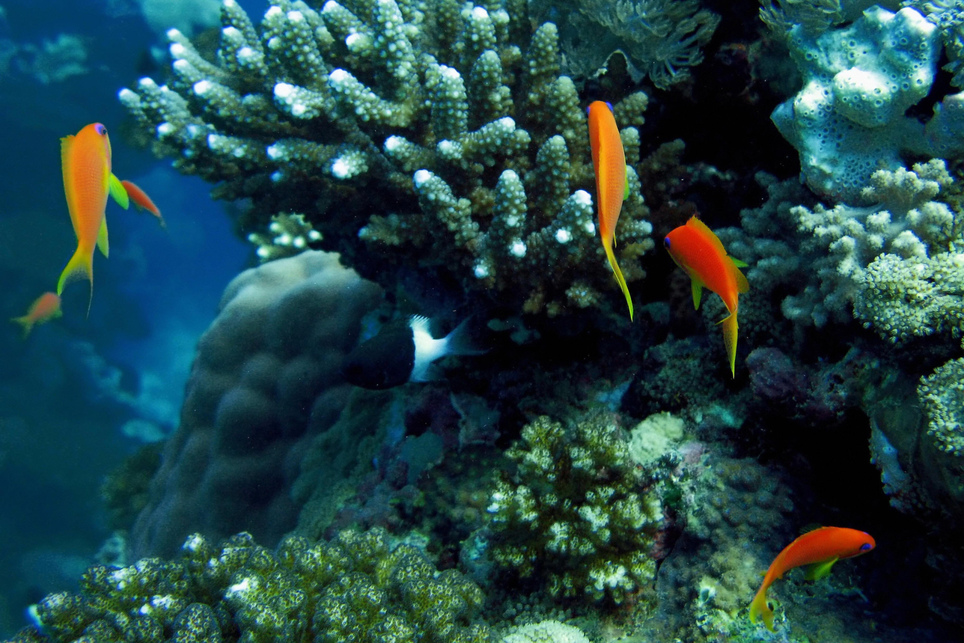 Why coral reefs are disappearing