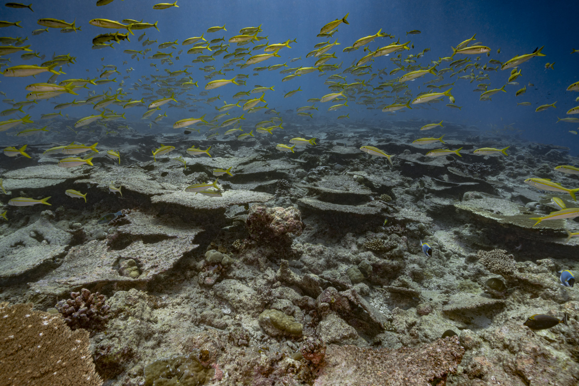 The scariest creatures in the Bible