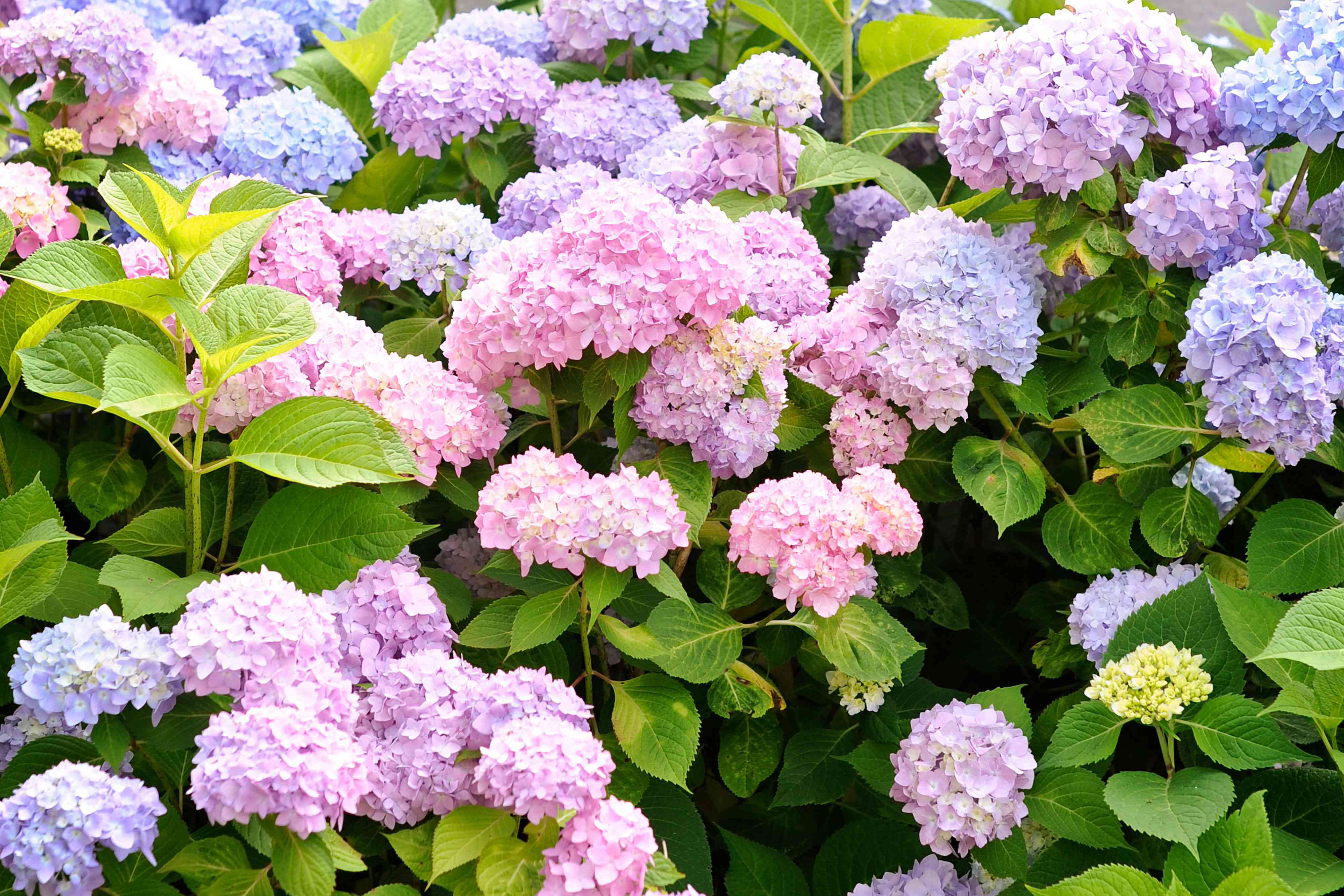 Do Deer Eat Hydrangeas? Yes, But These 7 Expert Tips Will Protect Your ... Do Deer Eat Hydrangeas? Yes, But These 7 Expert Tips Will Protect Your ...