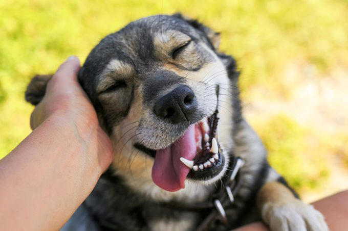 How do I know if my dog is happy? 12 signs of a happy dog