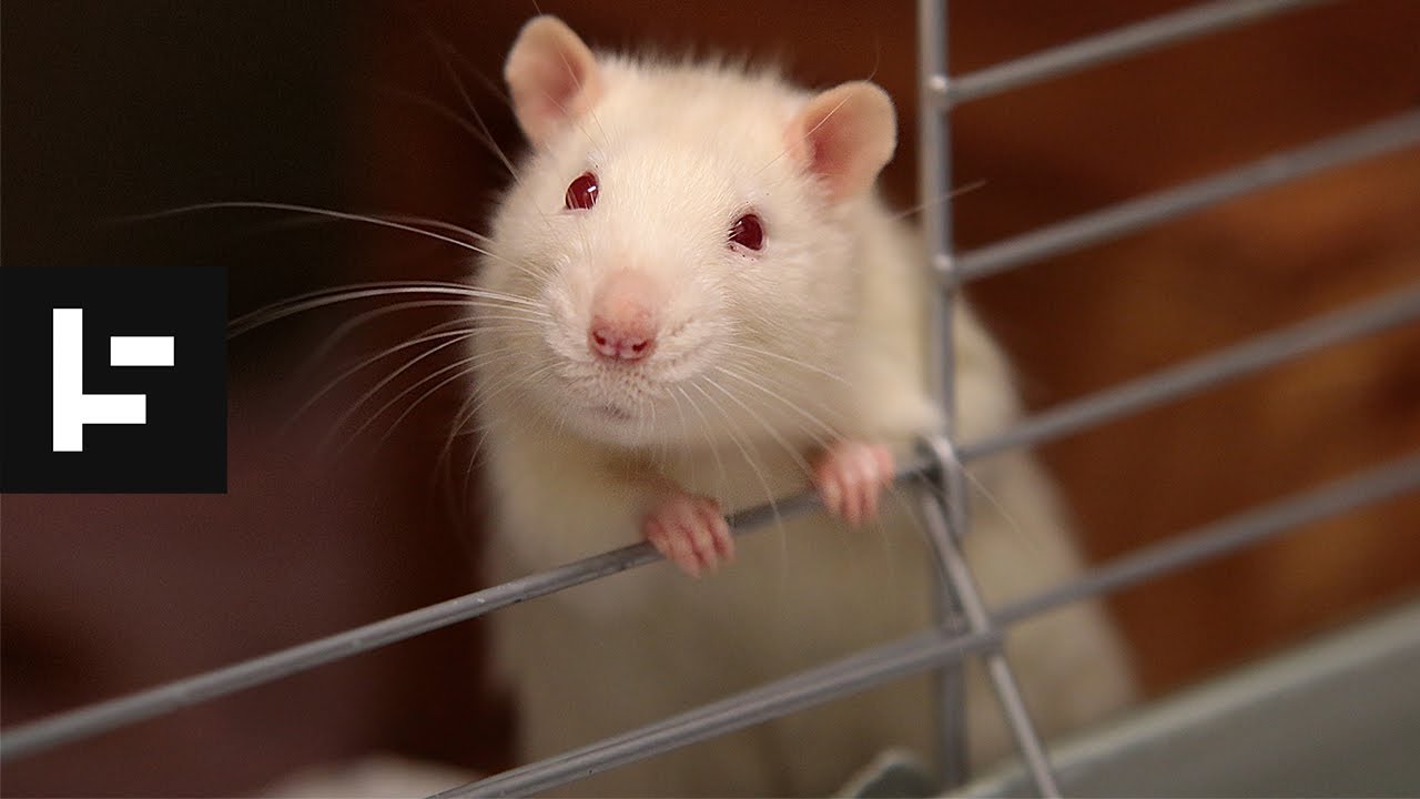 The Bizarre and Disturbing History of Rat Kings
