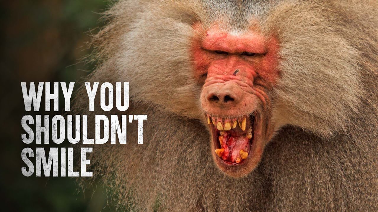 How to Handle a Baboon Attack