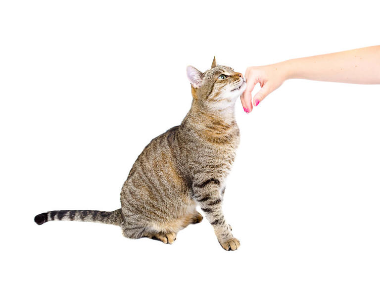 The Real Reasons Your Cat Purrs When You Pet It Might Shock You!