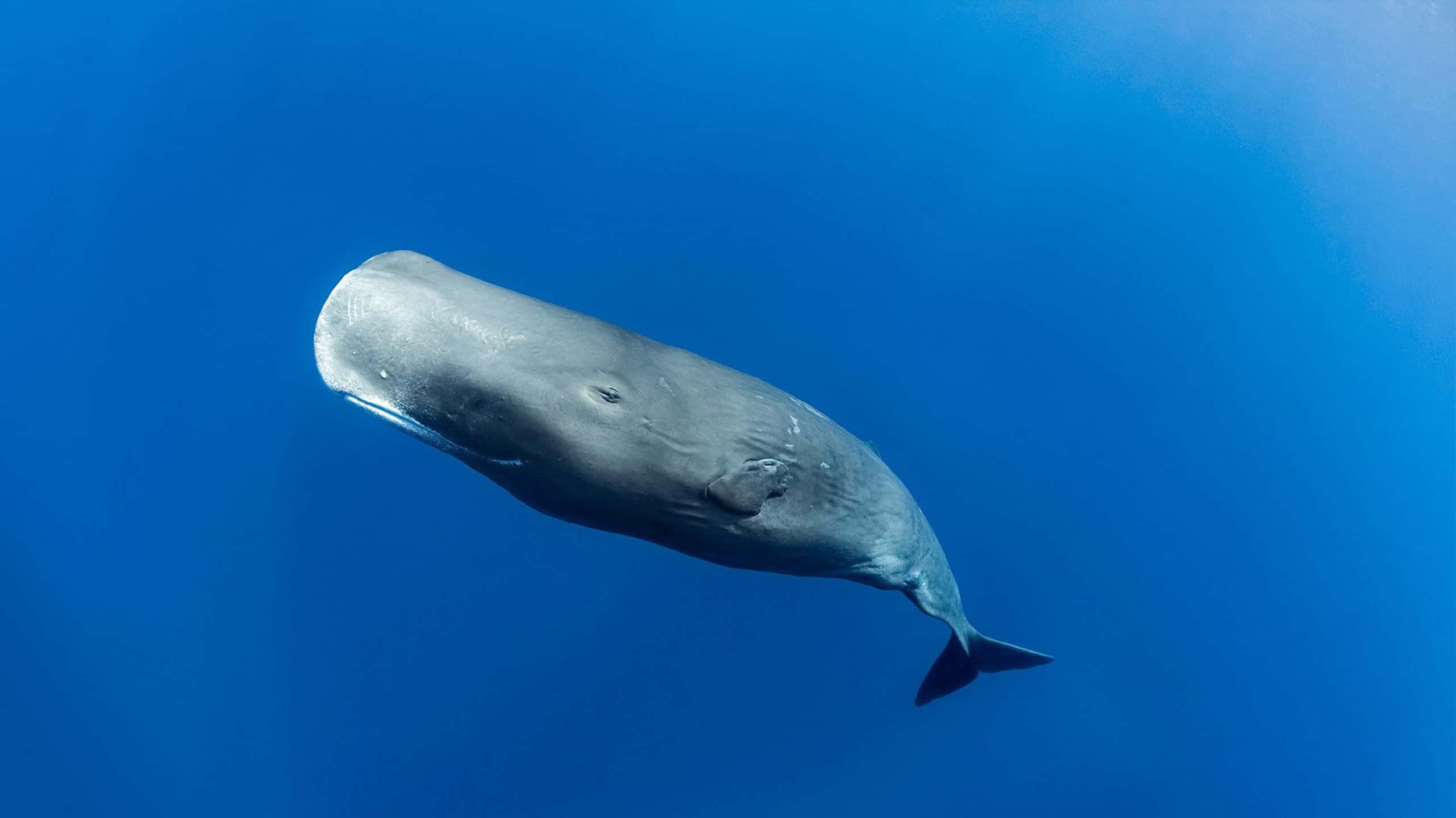 Connecticut’s sperm whale: The predator that built a state’s fortune
