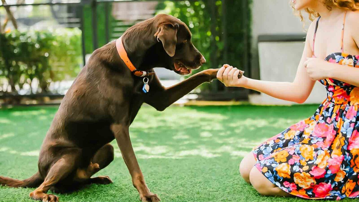 How to be the person your dog trusts most in 13 simple steps