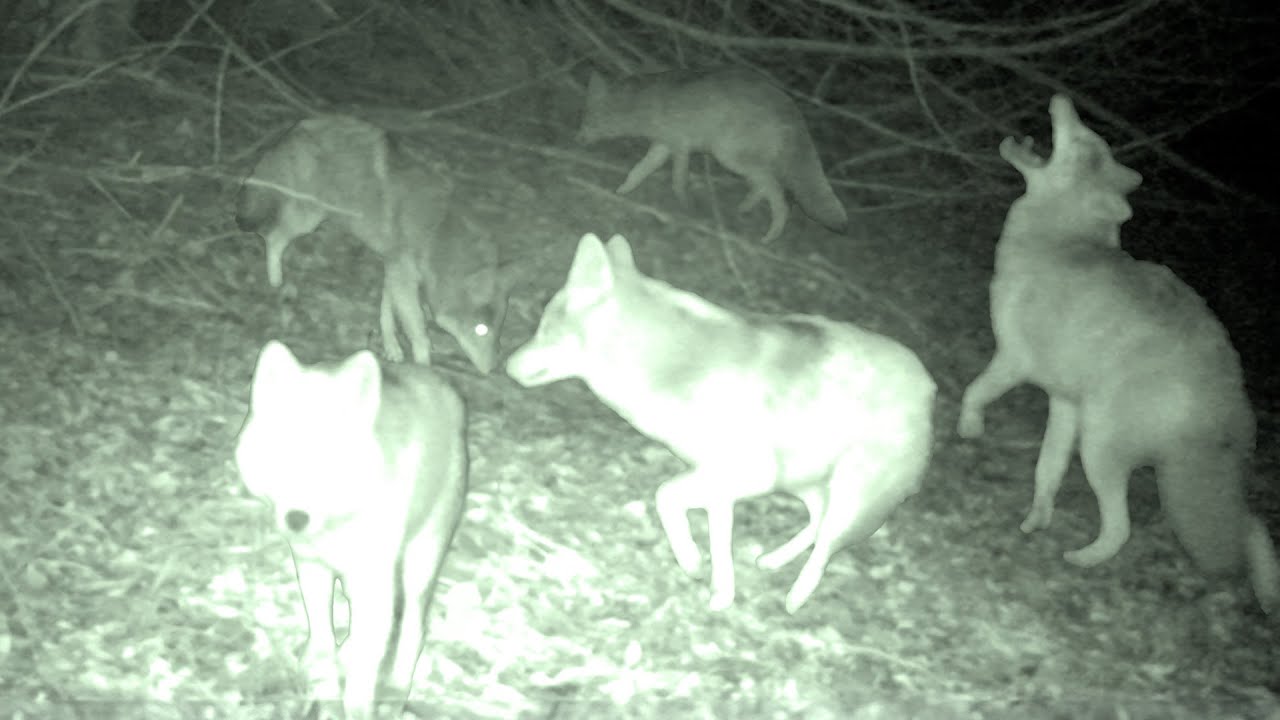 Can farms coexist safely with coyotes?