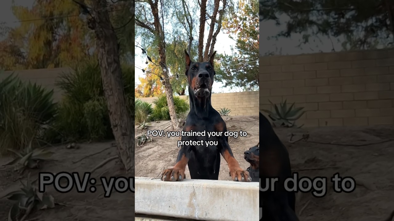 My Doberman gives me big scary dog privilege