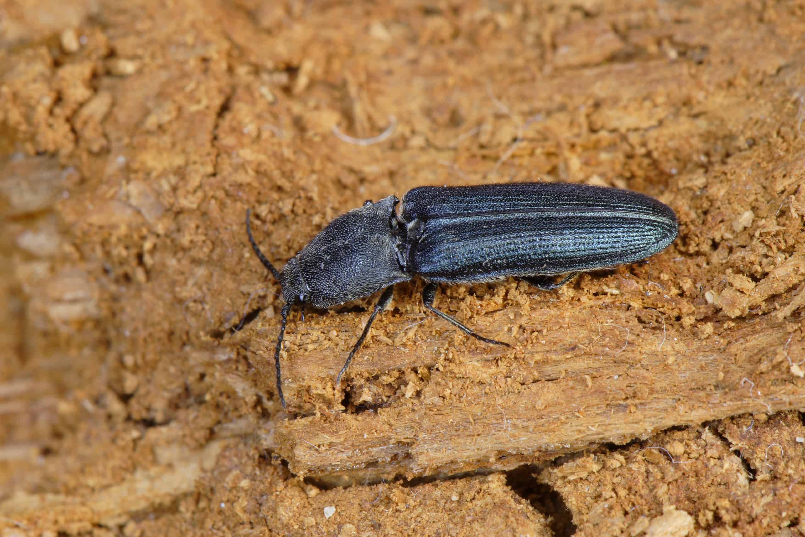 7 Bioluminescent Bugs That Light Up