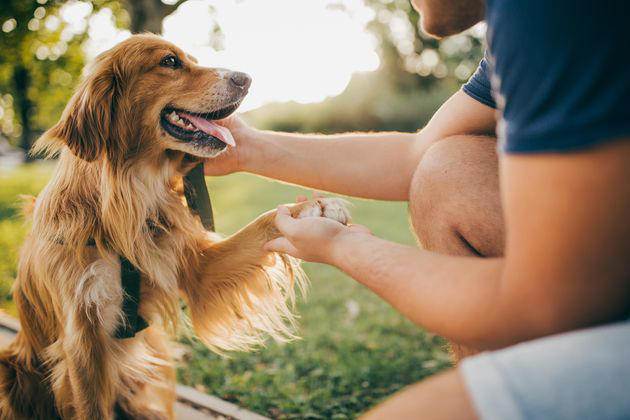 6 Signs Of A Happy Dog, According To Veterinarians