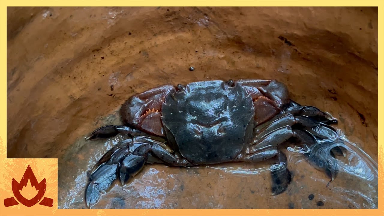 Learn to craft traps for crabs and fish using simple materials