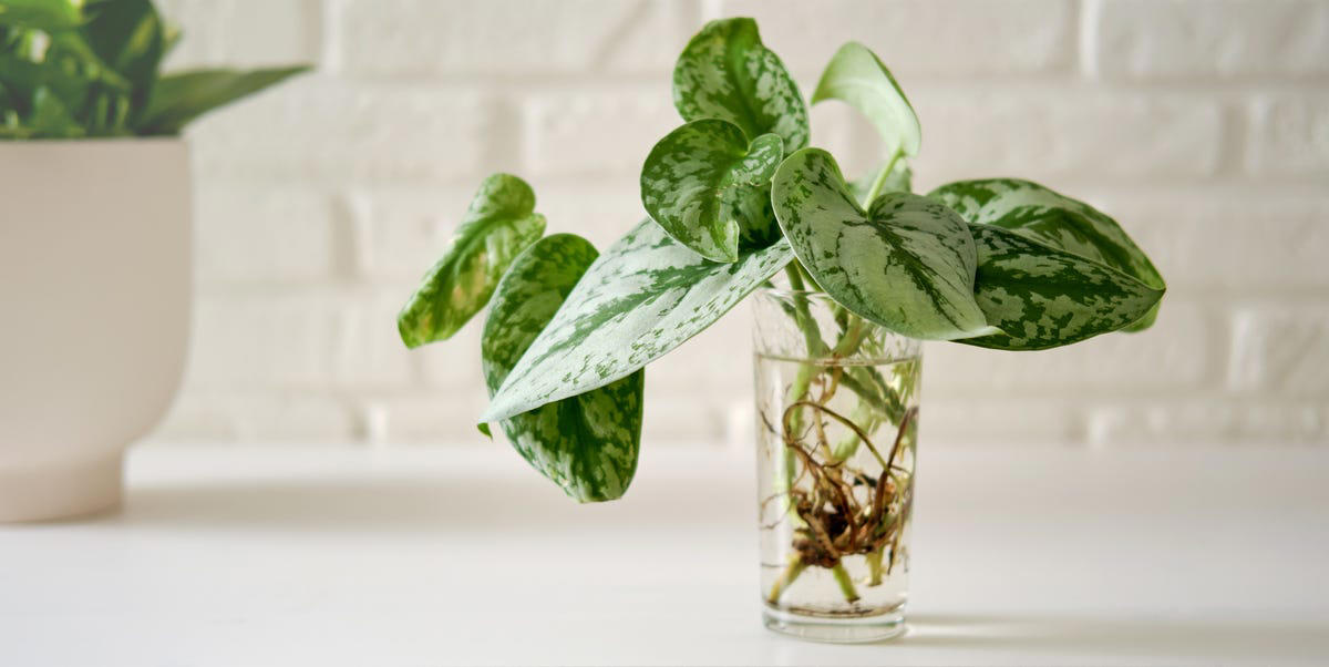 Here’s Why Your Plants Aren’t Propagating, According to an Expert Here’s Why Your Plants Aren’t Propagating, According to an Expert