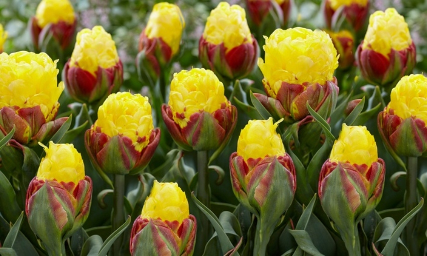 11 Reasons Why You Should Be Growing Tulips And Daffodils Together
