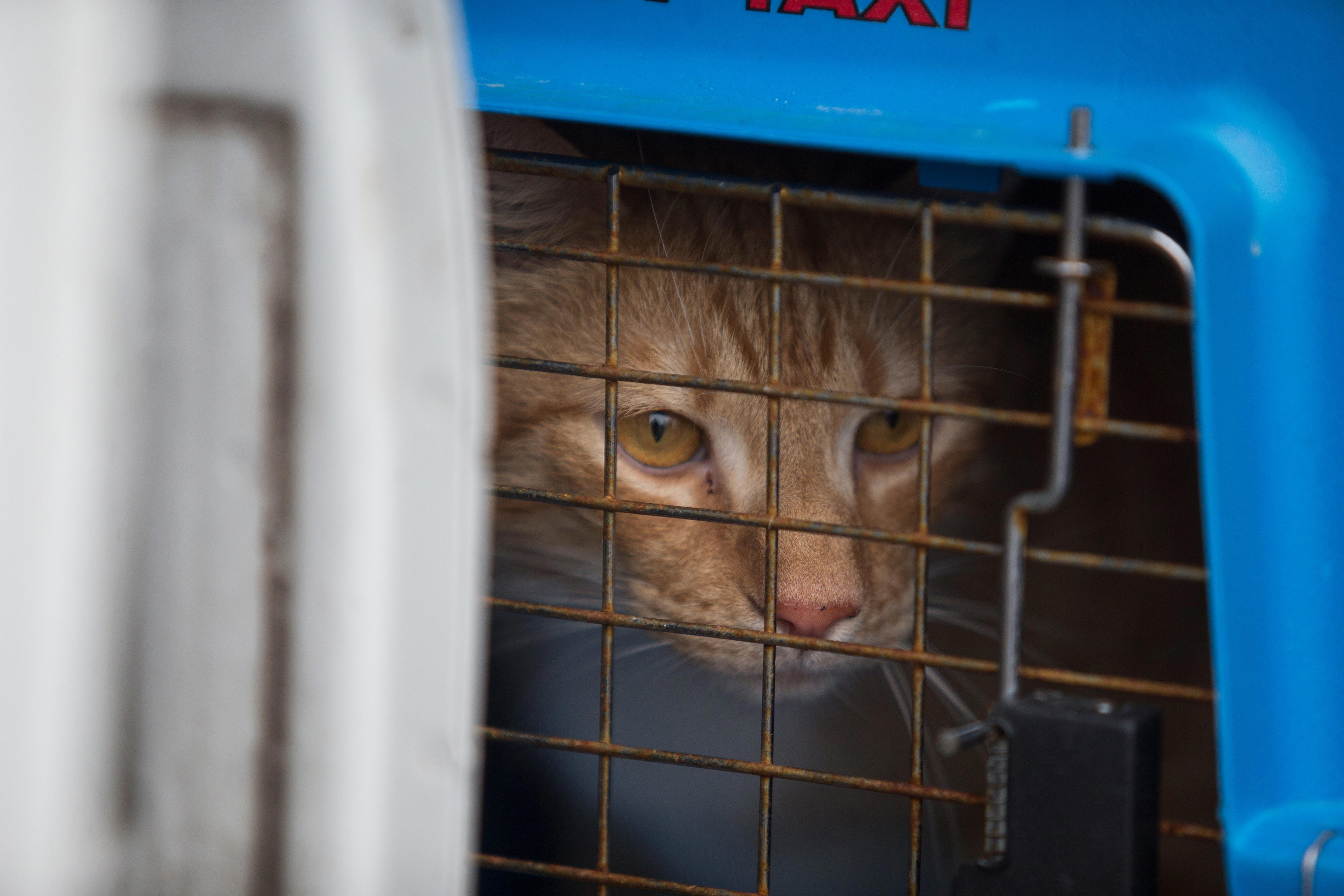 Is it illegal to feed stray cats in Delaware?