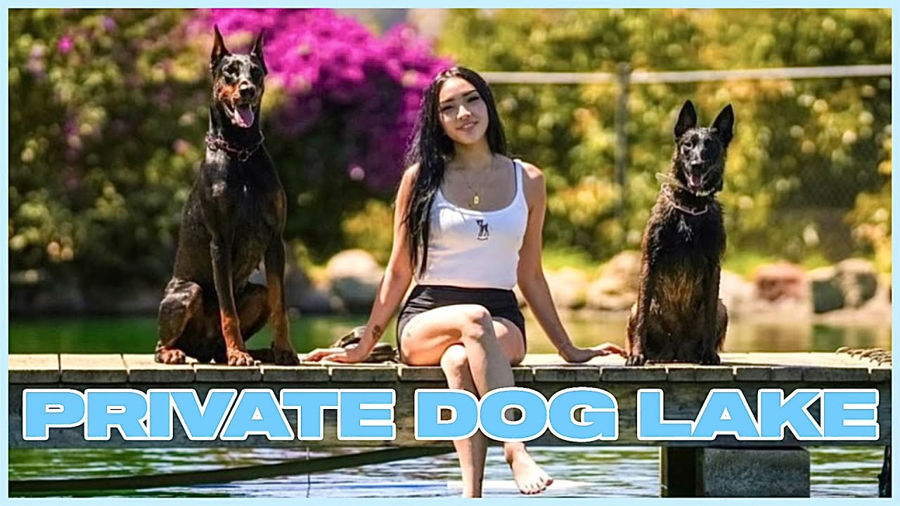 Dogs enjoy a private lake rental for the ultimate swim