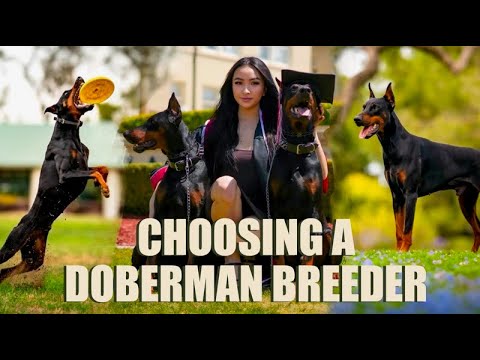 How to choose the right Doberman breeder and avoid common mistakes