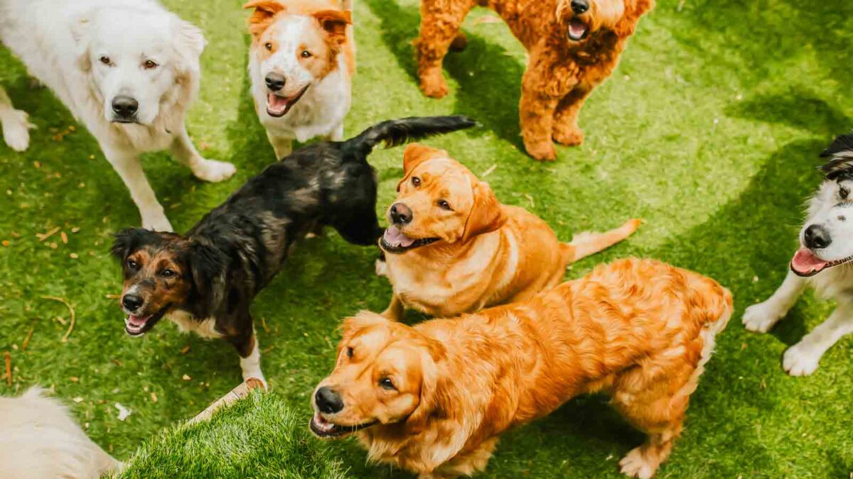 10 Unspoken Rules Of Dog Ownership Everyone Should Know