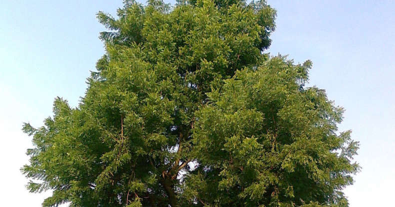 Plants With Religious Significance To Different Faiths Plants With Religious Significance To Different Faiths