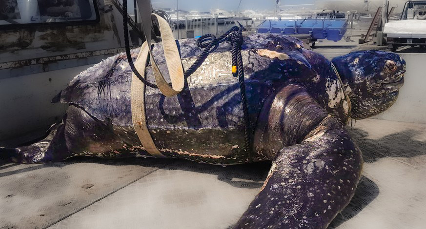 Trauriger Fund: 300-Kilo-Schildkröte in Norditalien geborgen Trauriger Fund: 300-Kilo-Schildkröte in Norditalien geborgen