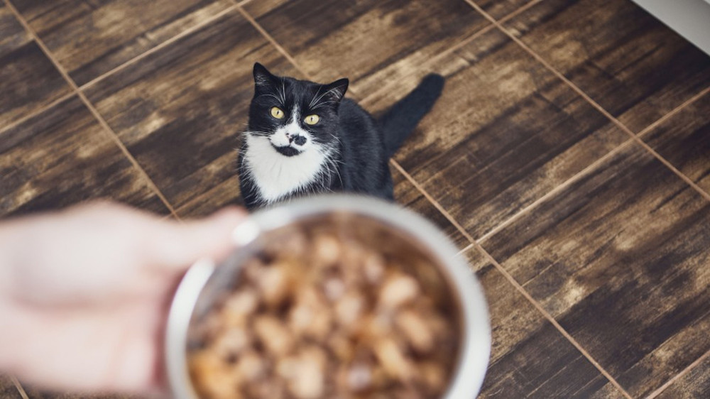 Katzen füttern: So machen Sie es richtig!