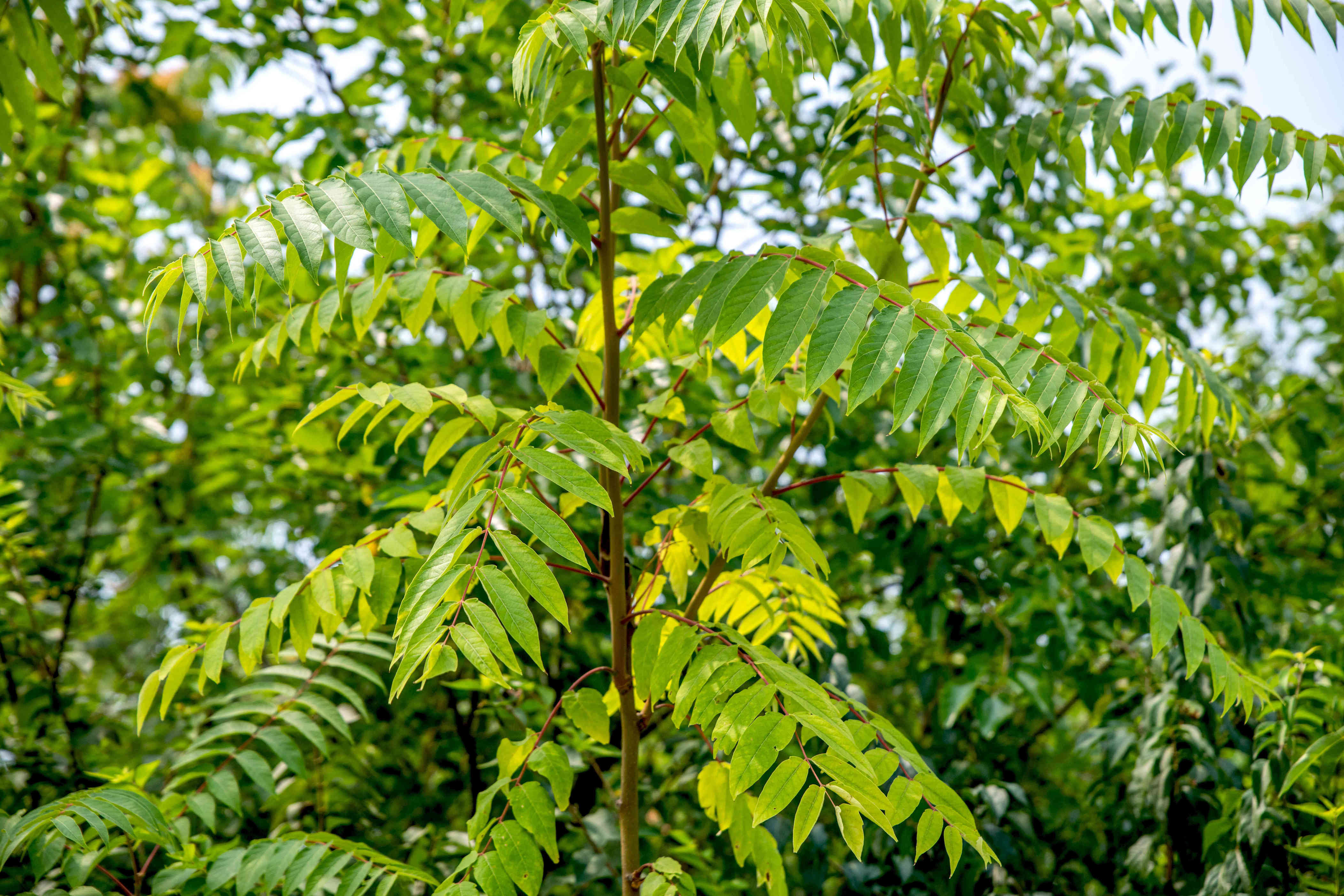 How to identify and remove tree of heaven
