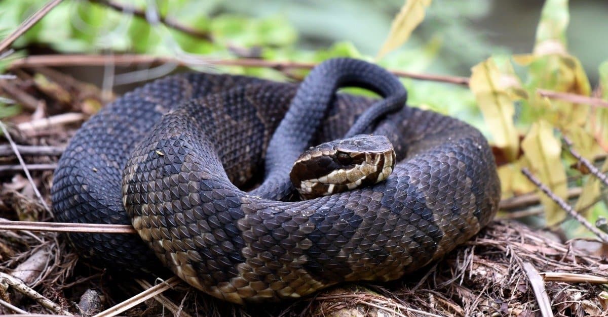 10 Steps You Can Take to Keep Snakes Away from Your Home
