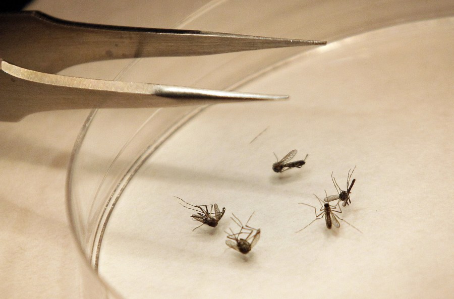 Colorado confirms first West Nile virus death of 2025 in Lafayette adult
