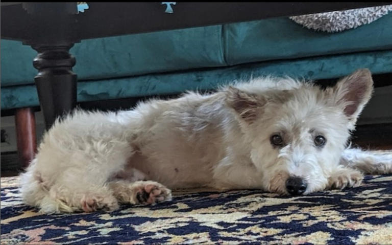 Scrim to serve as Krewe of Barkus’ Grand Marshal