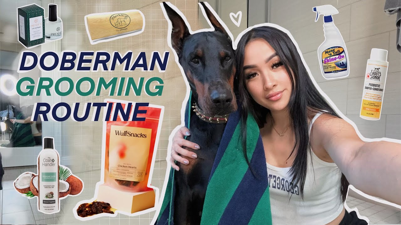 Keeping Dobermans shiny with easy grooming tips