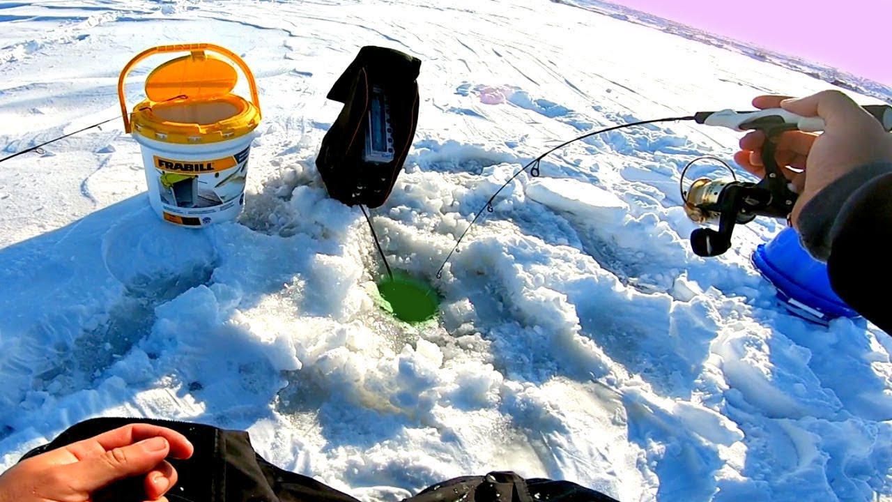Secret Frozen Stash: A Pond Teeming with Trophy Fish