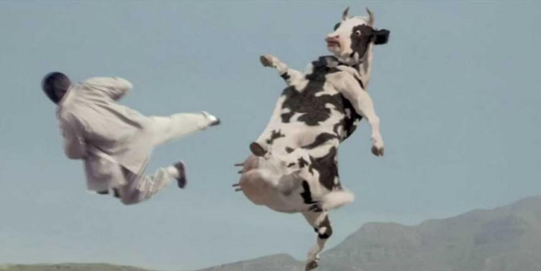 The best movies with cows!