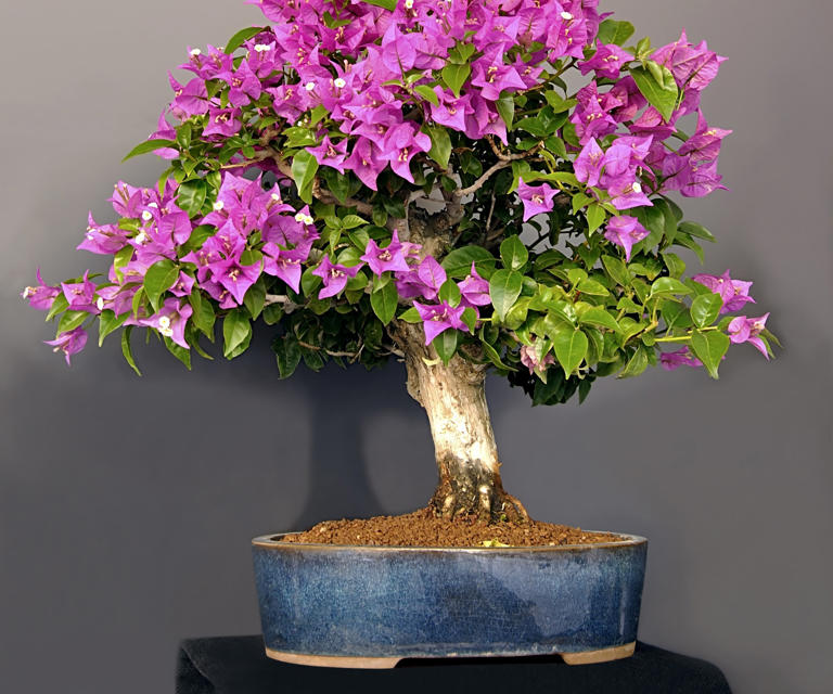 Easiest bonsai trees for beginners – 5 fool-proof plants to help you ...