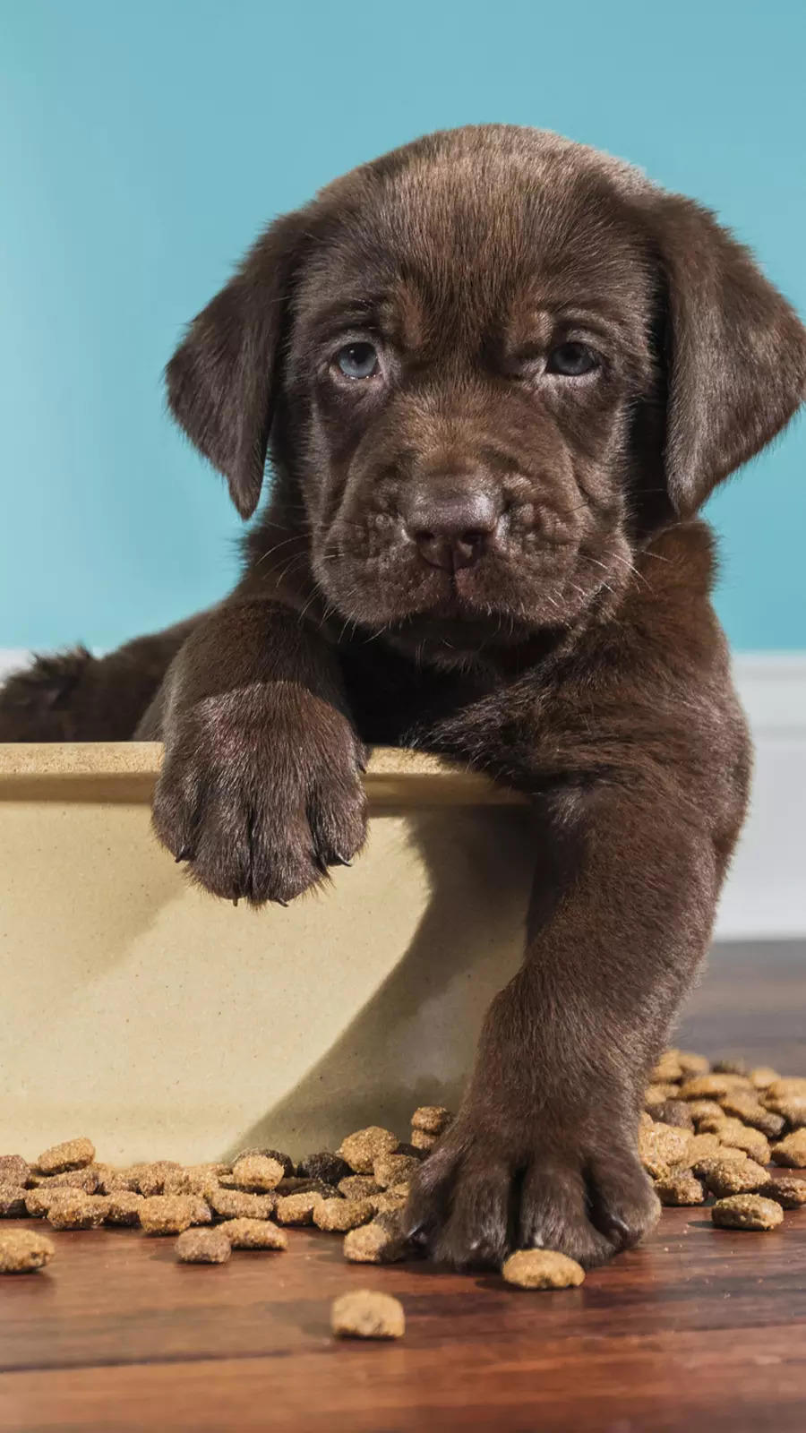Must-know toxic foods to keep your dog safe Must-know toxic foods to keep your dog safe