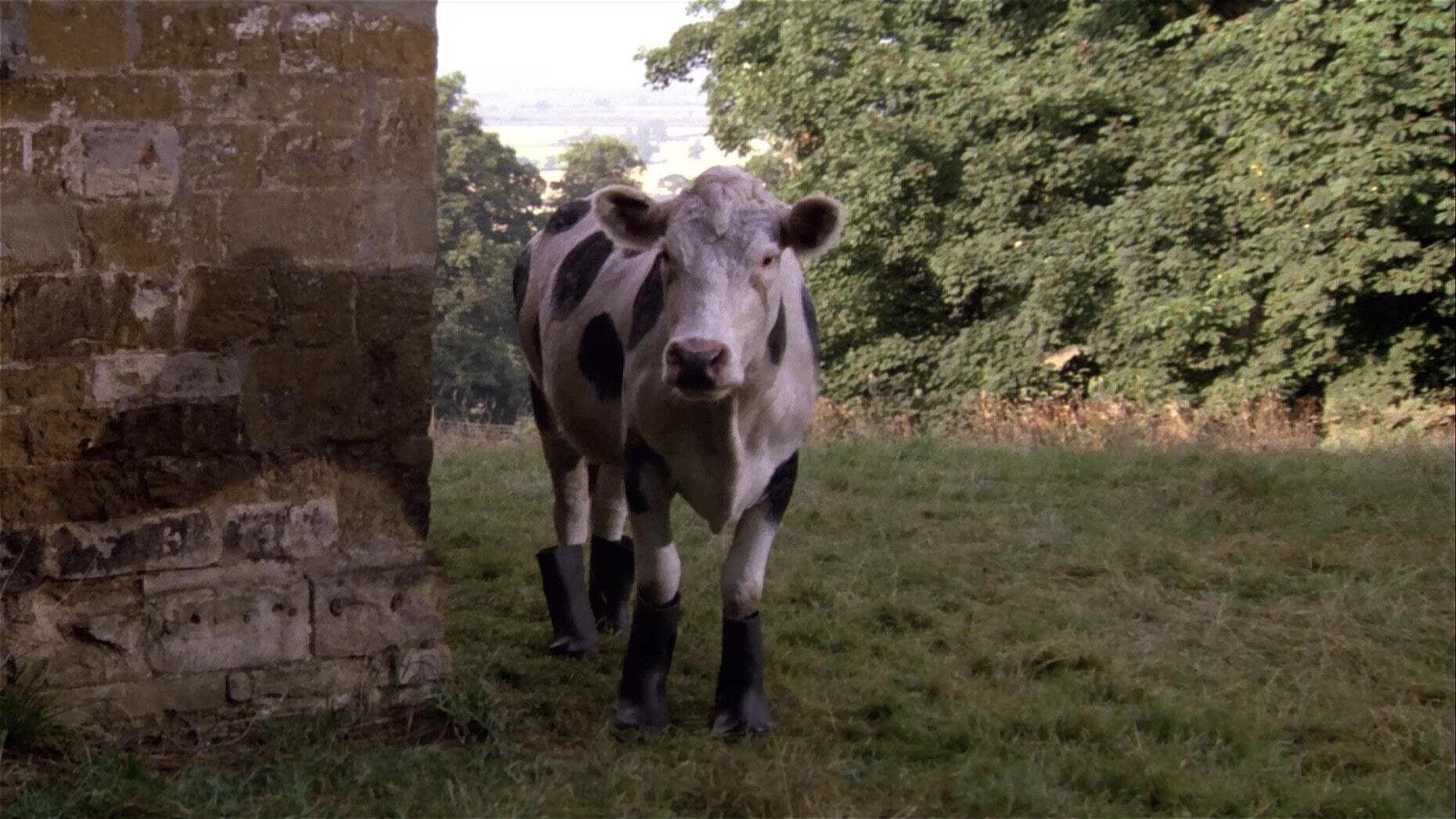 The best movies with cows!