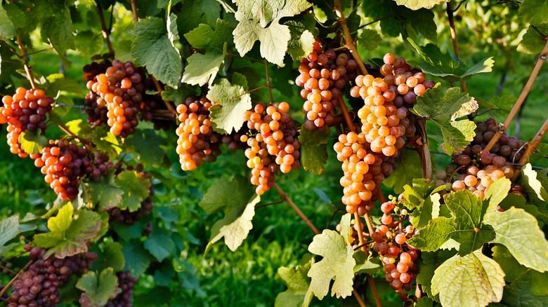 Pinot Grigio And Sauvignon Blanc Are More Different Than You'd Think