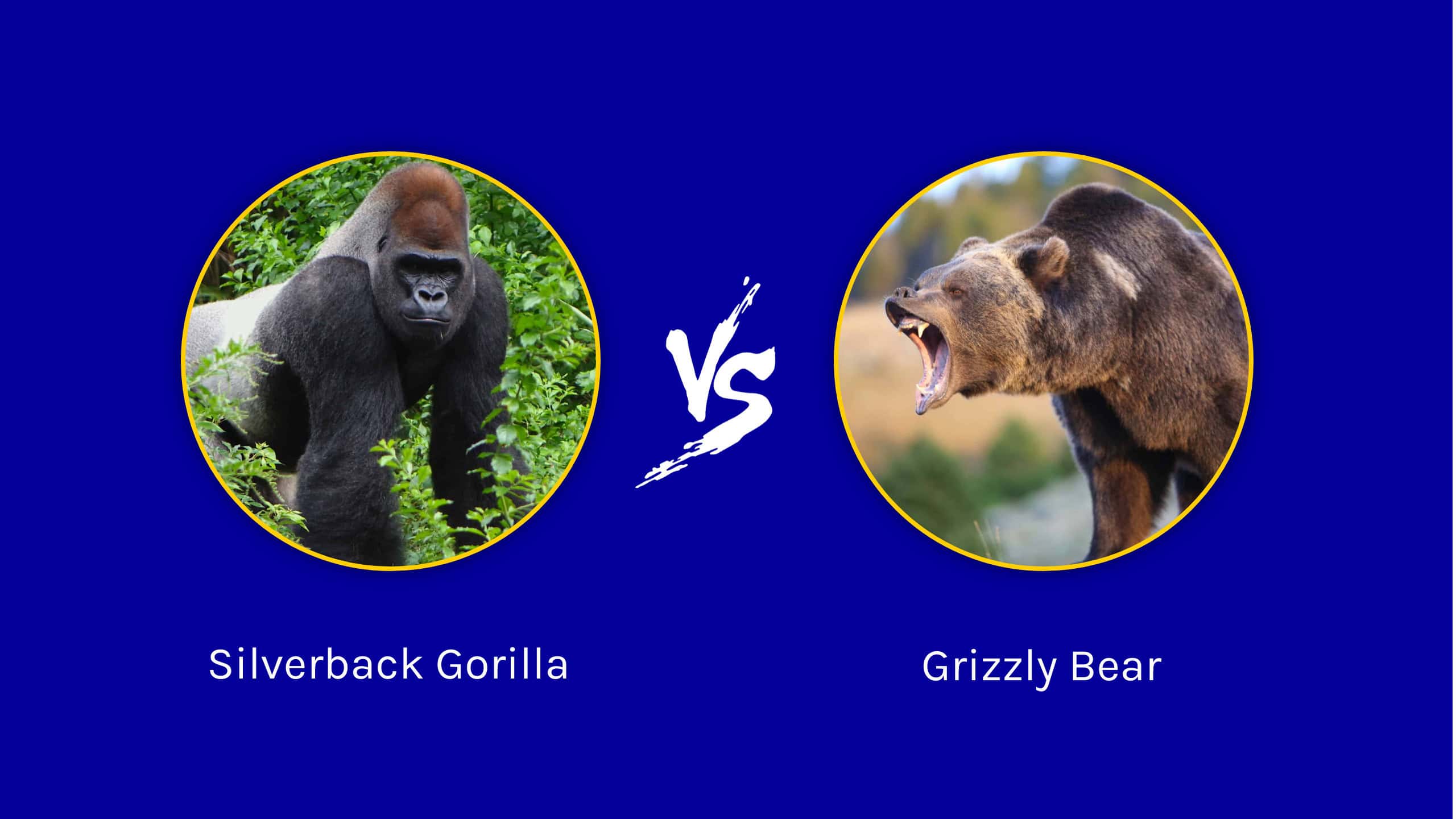 Who Would Be Victorious in a Battle Between a Grizzly and a Silverback ...