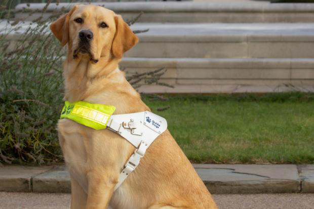 Warrington group recognised for raising incredible £13,000 for Guide Dogs Warrington group recognised for raising incredible £13,000 for Guide Dogs