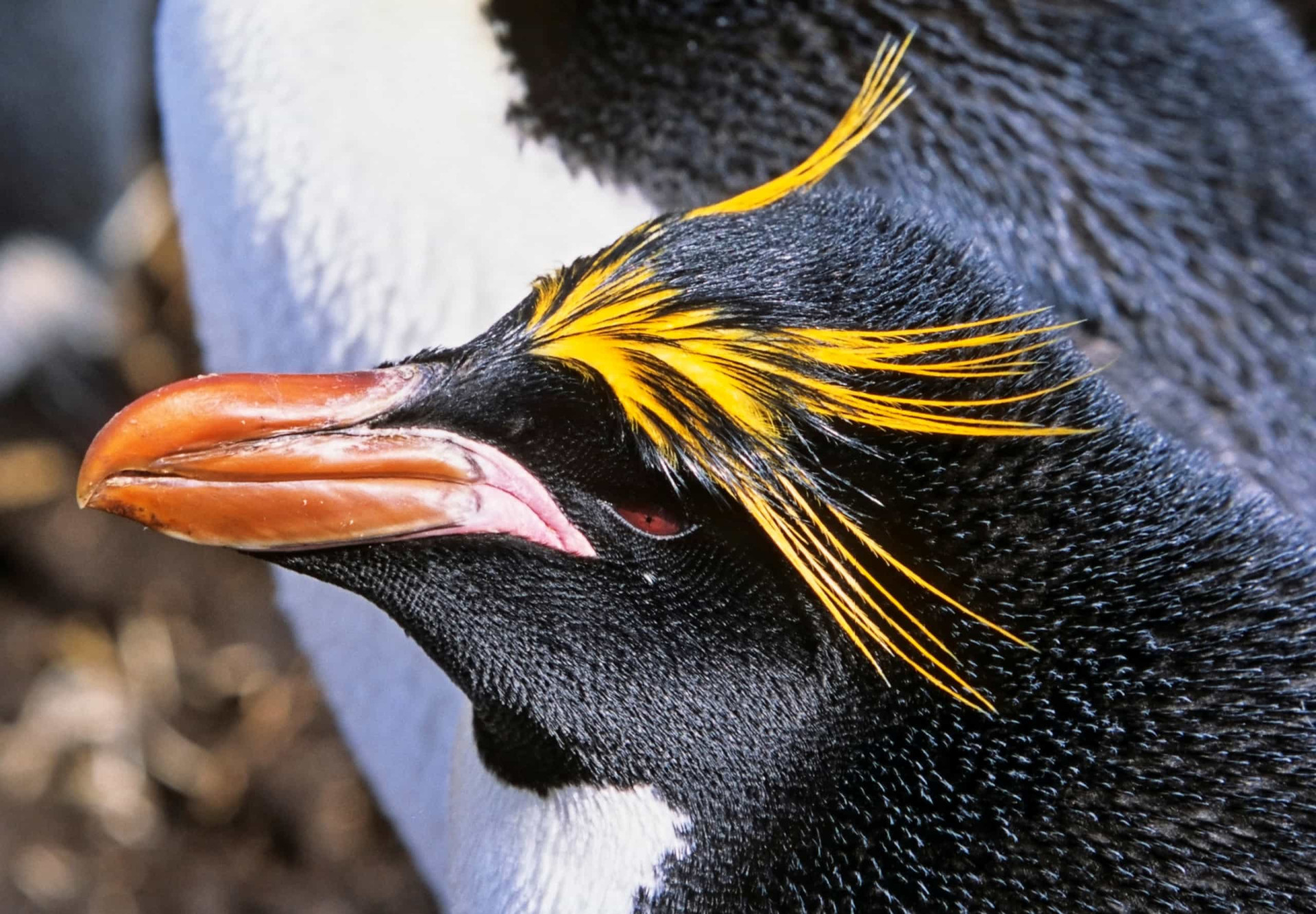Birds with bold and brilliant eyebrows