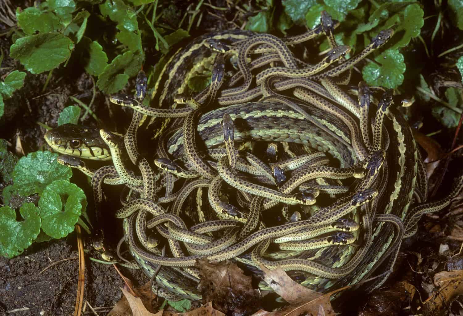 This Popular National Park Is Crawling With 31 Different Types of Snakes