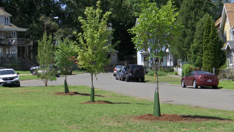 These 3 western Mass. communities awarded funds for planting trees