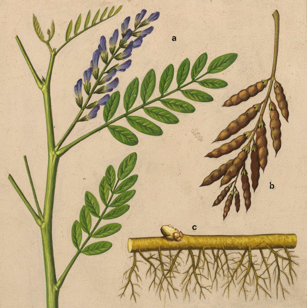What is licorice good for?